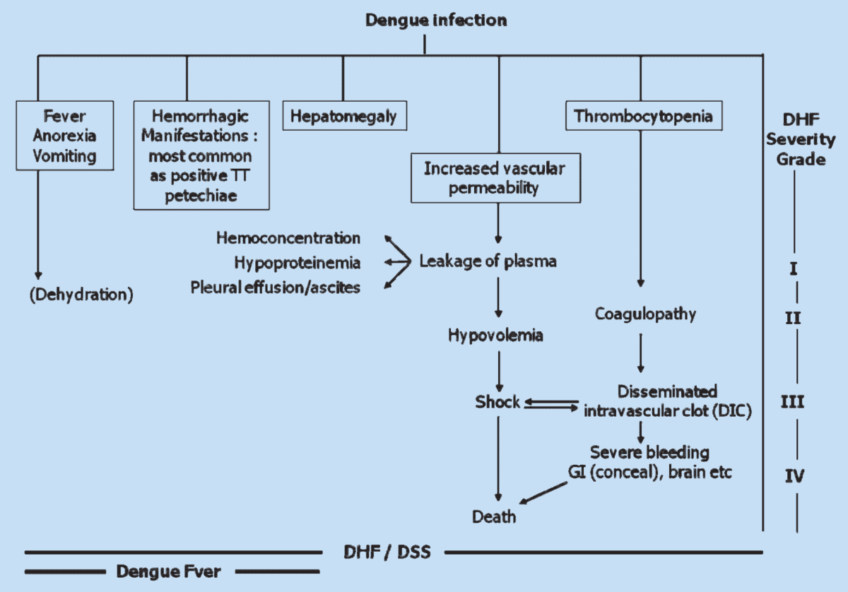 Infeksi Dengue (DENV): Demam Dengue dan DBD – Kedokteran – Caiherang