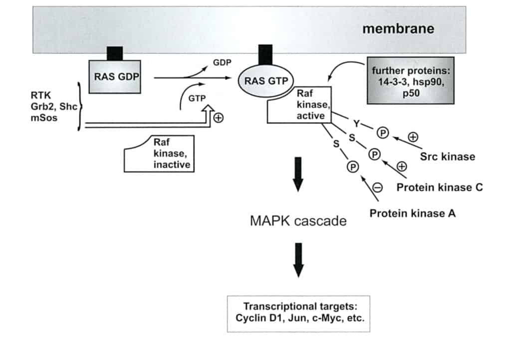 Ras/Raf dan Jalur Sinyal MAP-Kinase – Kedokteran – Caiherang