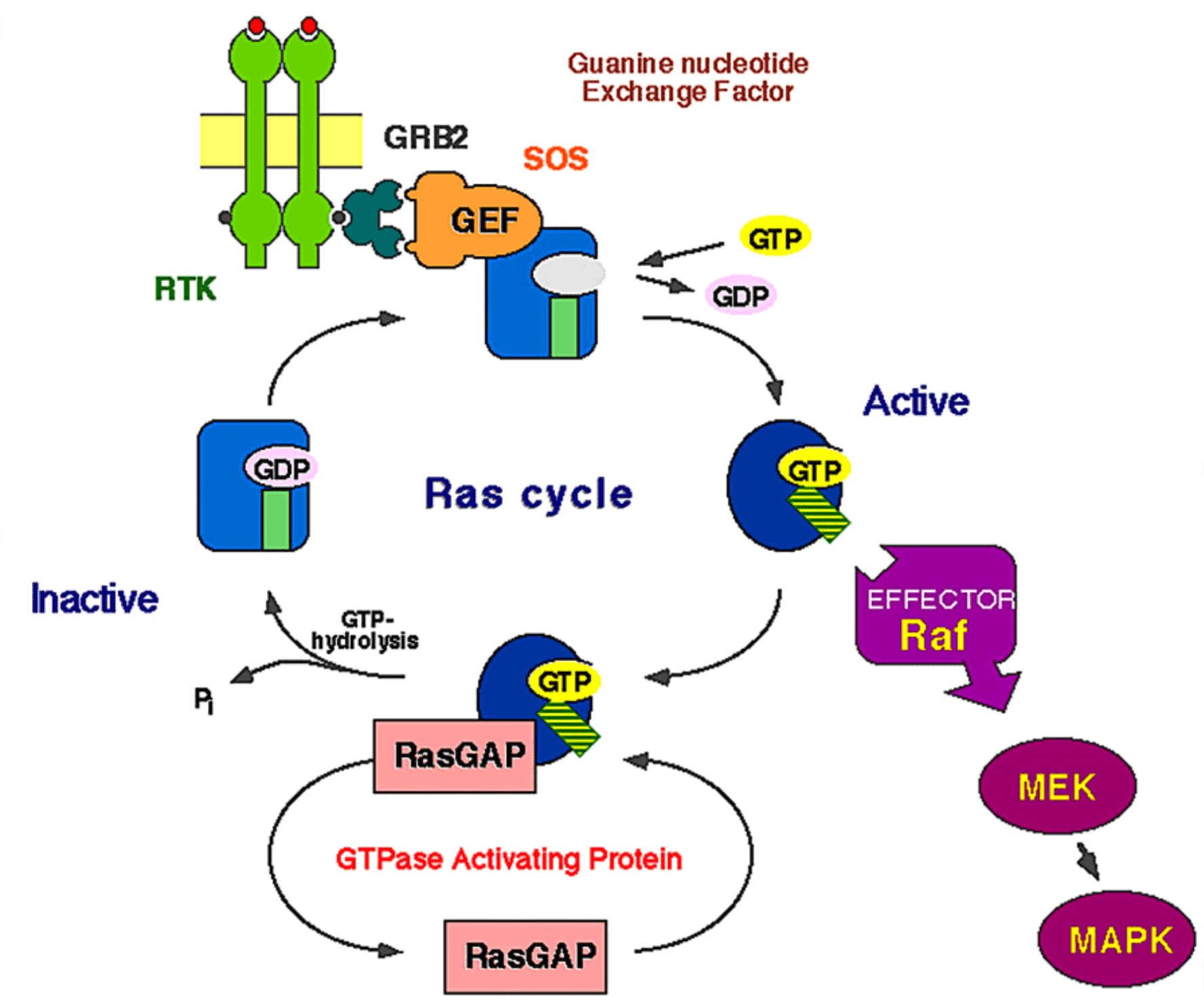 Ras/Raf dan Jalur Sinyal MAP-Kinase – Kedokteran – Caiherang