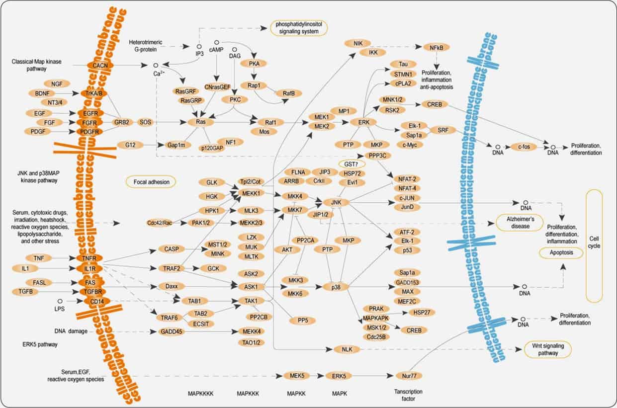Ras/Raf dan Jalur Sinyal MAP-Kinase – Kedokteran – Caiherang