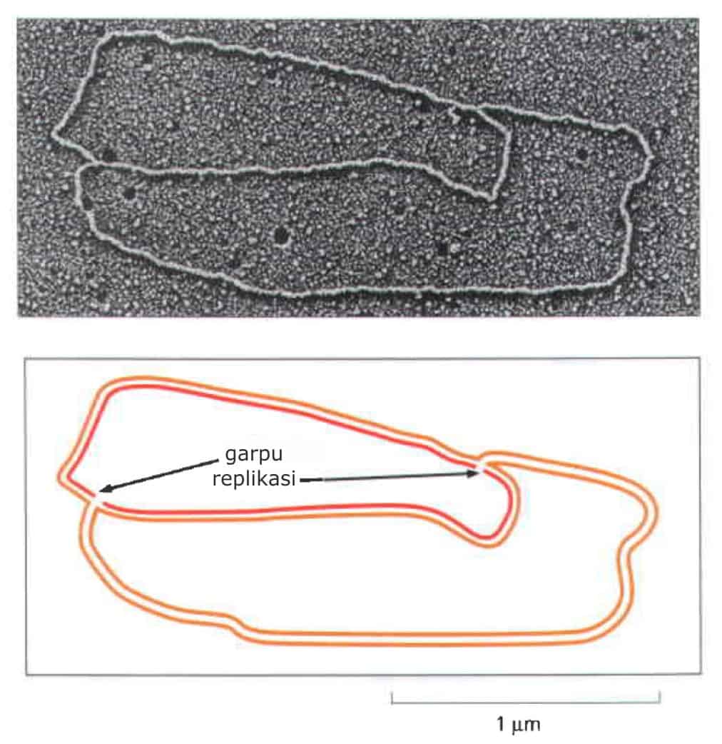Mekanisme Replikasi DNA (Deoxyribonucleic Acid) – Kedokteran – Caiherang