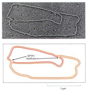 Mekanisme Replikasi DNA (Deoxyribonucleic Acid) – Kedokteran – Caiherang