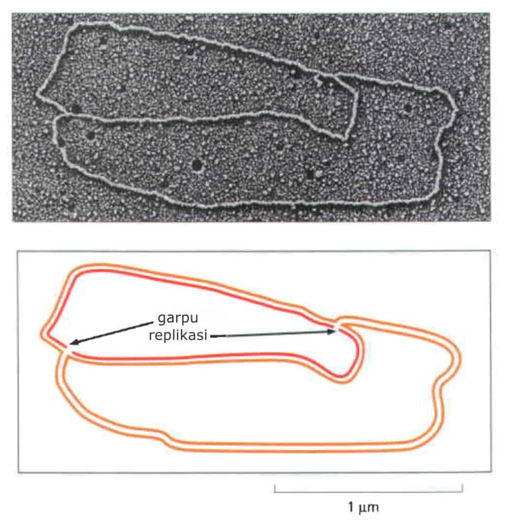 Mekanisme Replikasi DNA (Deoxyribonucleic Acid) – Kedokteran – Caiherang