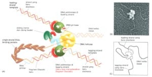 Mekanisme Replikasi DNA (Deoxyribonucleic Acid) – Kedokteran – Caiherang