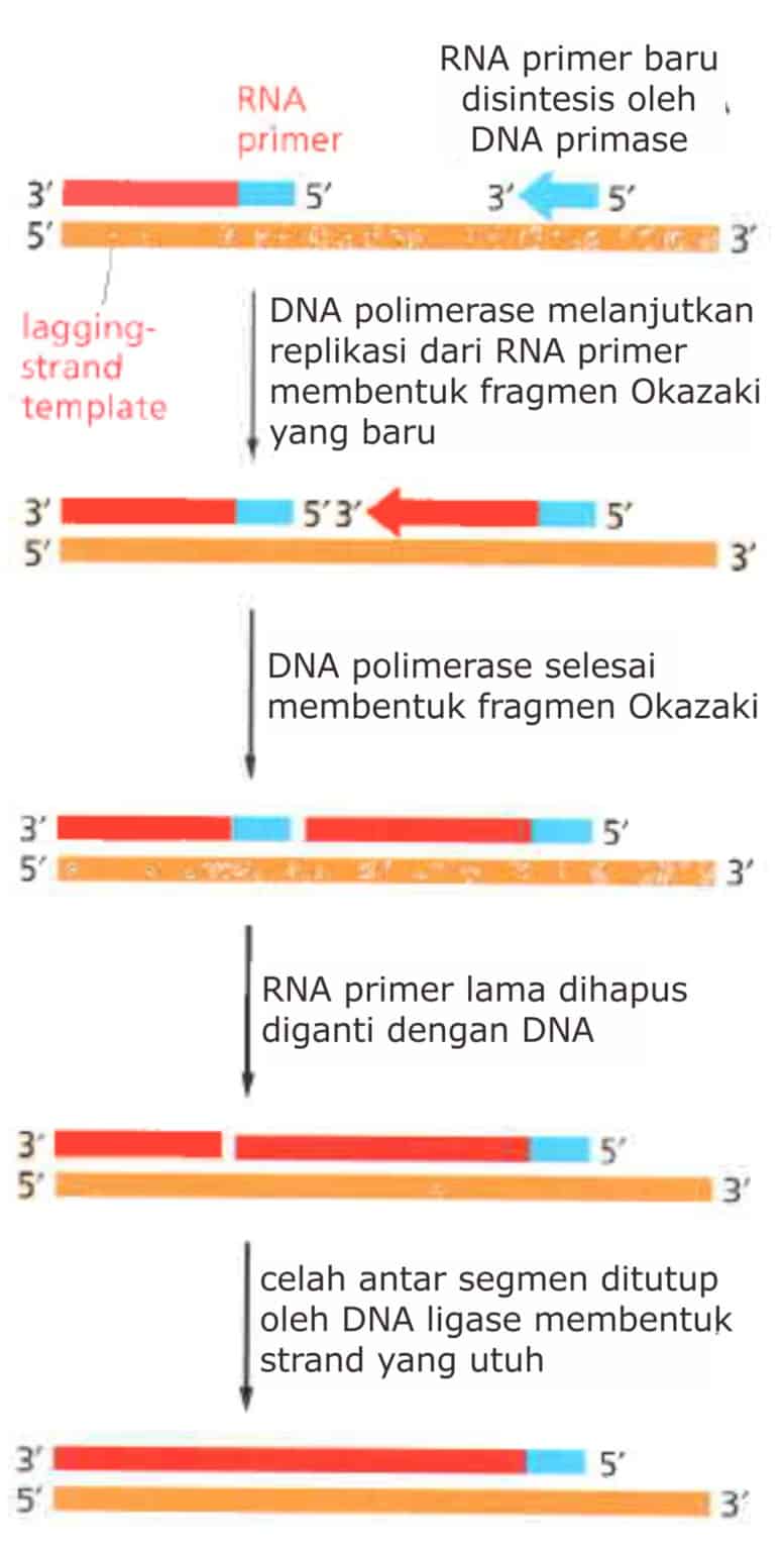 Mekanisme Replikasi DNA (Deoxyribonucleic Acid) - Caiherang