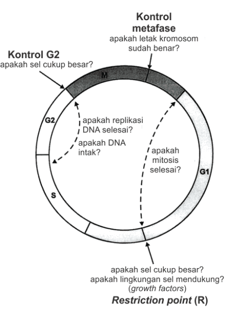 Siklus Sel | Jalur Sinyal dan Mekanisme Regulasi dari Siklus Sel ...