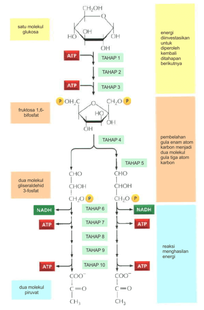 Glikolisis Jalur Embden-Meyerhof-Parnas – Biokimia Kedokteran – Caiherang