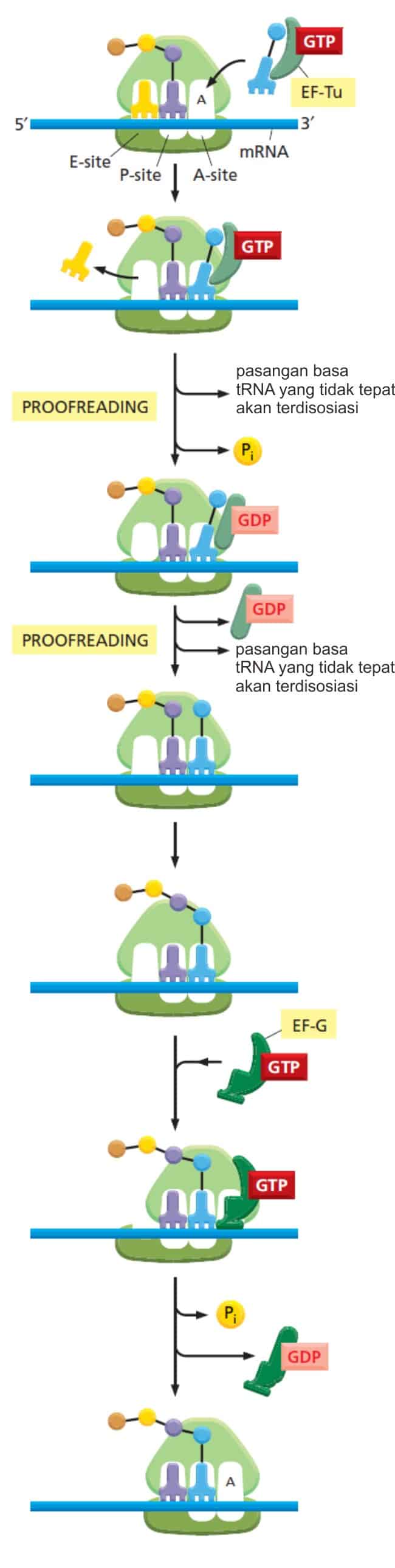 Sintesis Protein: Translasi RNA dan Modifikasi Postranslasional ...
