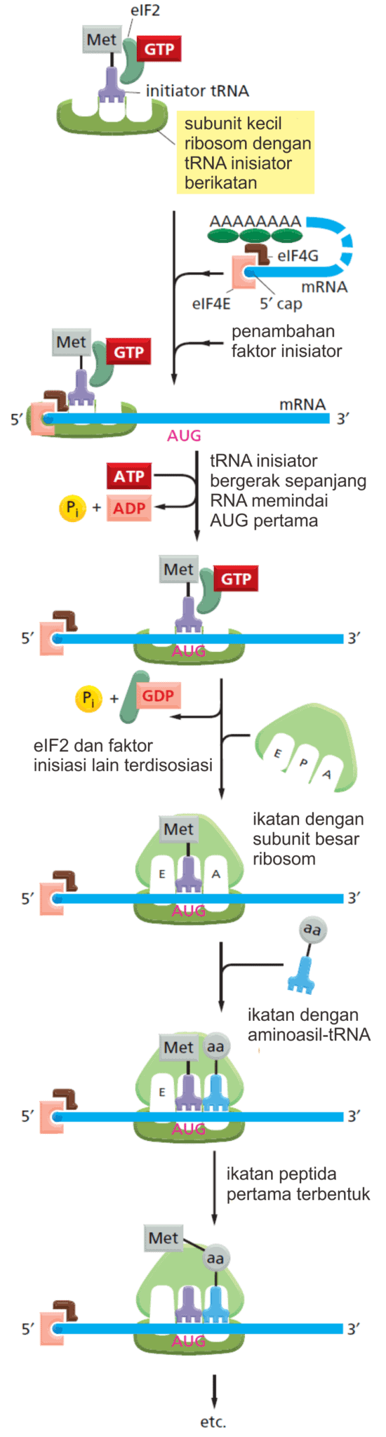 Sintesis Protein: Translasi RNA dan Modifikasi Postranslasional ...