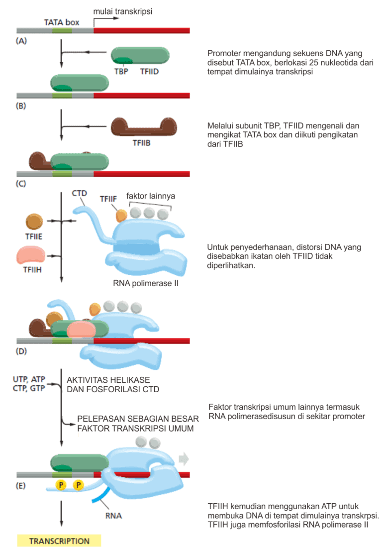 Transkripsi DNA: Sintesis & Modifikasi RNA Biokimia Kedokteran — Caiherang