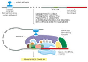 Transkripsi DNA: Sintesis & Modifikasi RNA – Biokimia Kedokteran ...