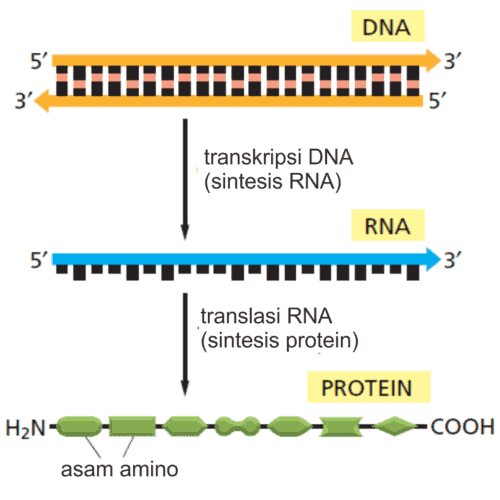 Transkripsi DNA: Sintesis & Modifikasi RNA – Biokimia Kedokteran ...