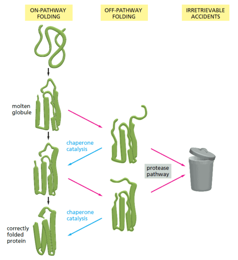 Sintesis Protein: Translasi RNA dan Modifikasi Postranslasional ...