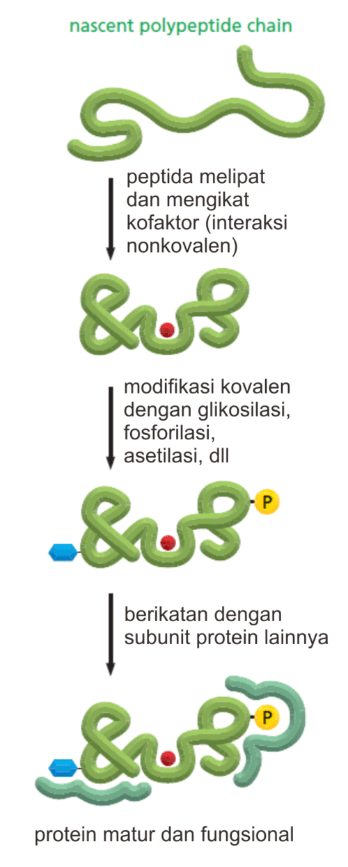 Sintesis Protein: Translasi RNA dan Modifikasi Postranslasional ...