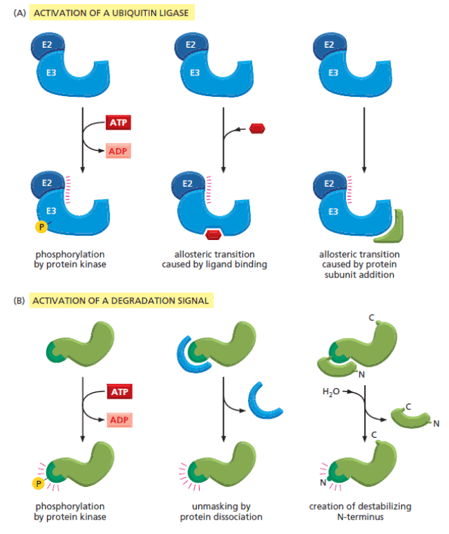 Sintesis Protein: Translasi RNA dan Modifikasi Postranslasional ...