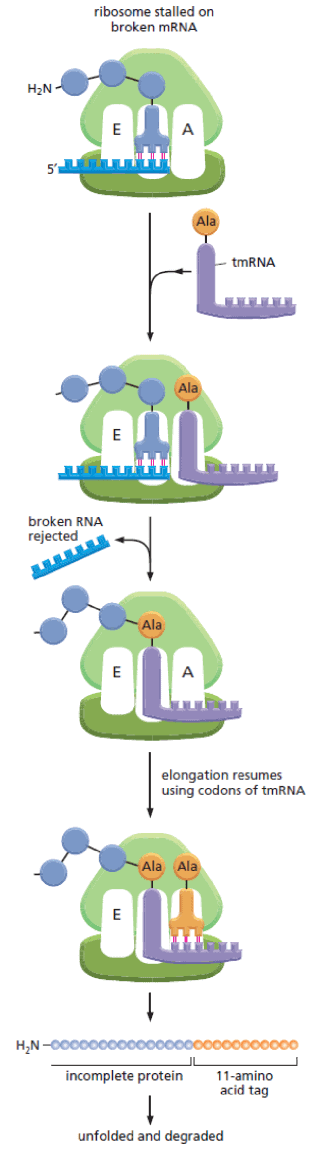 Sintesis Protein: Translasi RNA dan Modifikasi Postranslasional ...