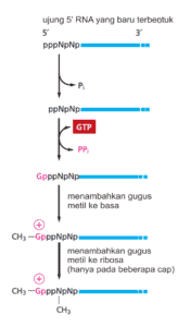 Transkripsi DNA: Sintesis & Modifikasi RNA – Biokimia Kedokteran ...