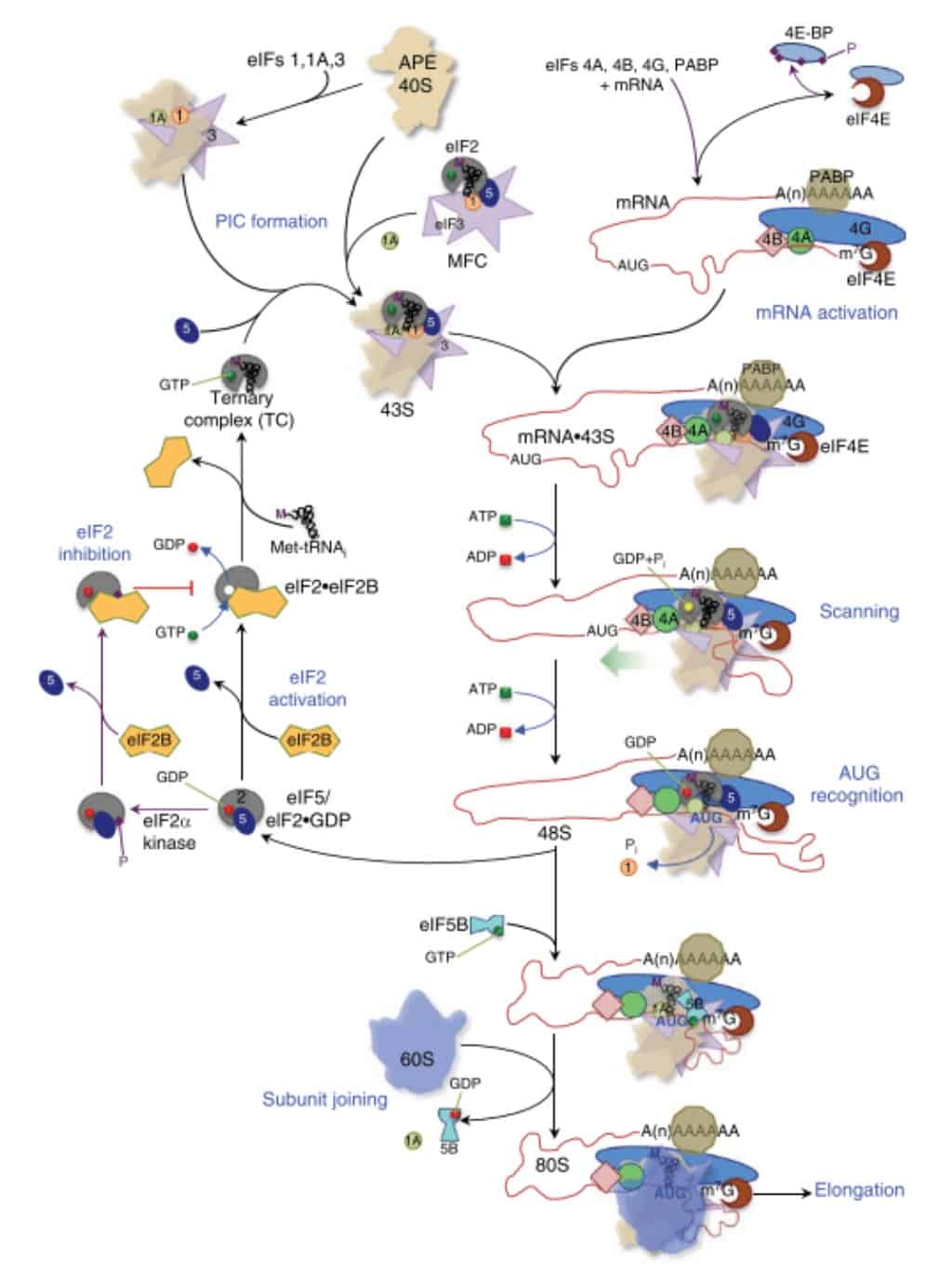 Sintesis Protein: Translasi RNA dan Modifikasi Postranslasional ...