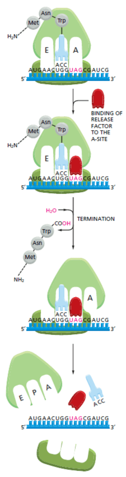 Sintesis Protein: Translasi RNA dan Modifikasi Postranslasional ...