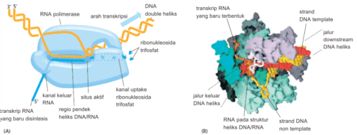 Transkripsi DNA: Sintesis & Modifikasi RNA – Biokimia Kedokteran ...