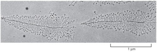 Transkripsi DNA: Sintesis & Modifikasi RNA – Biokimia Kedokteran ...