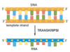 Transkripsi DNA: Sintesis & Modifikasi RNA – Biokimia Kedokteran ...