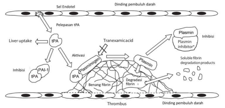 Asam Traneksamat: Sebuah Kajian Pustaka - Caiherang